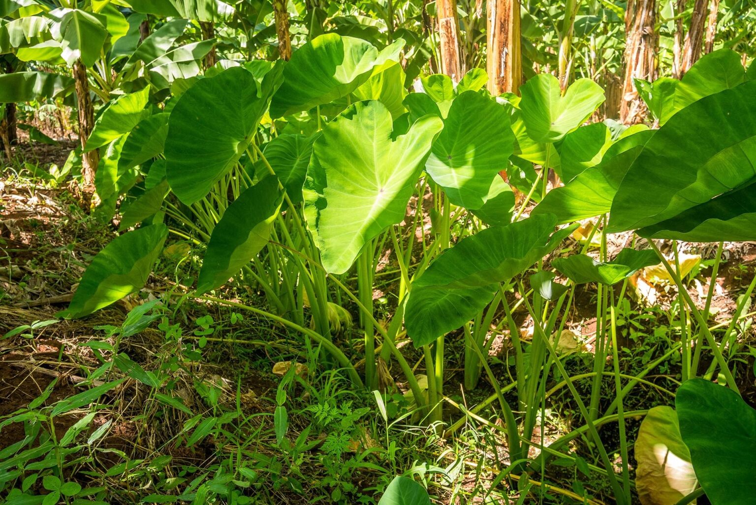 BEYOND THE BIG FOUR – STAPLE CROPS AROUND THE WORLD | Pan-Asia Farmers ...