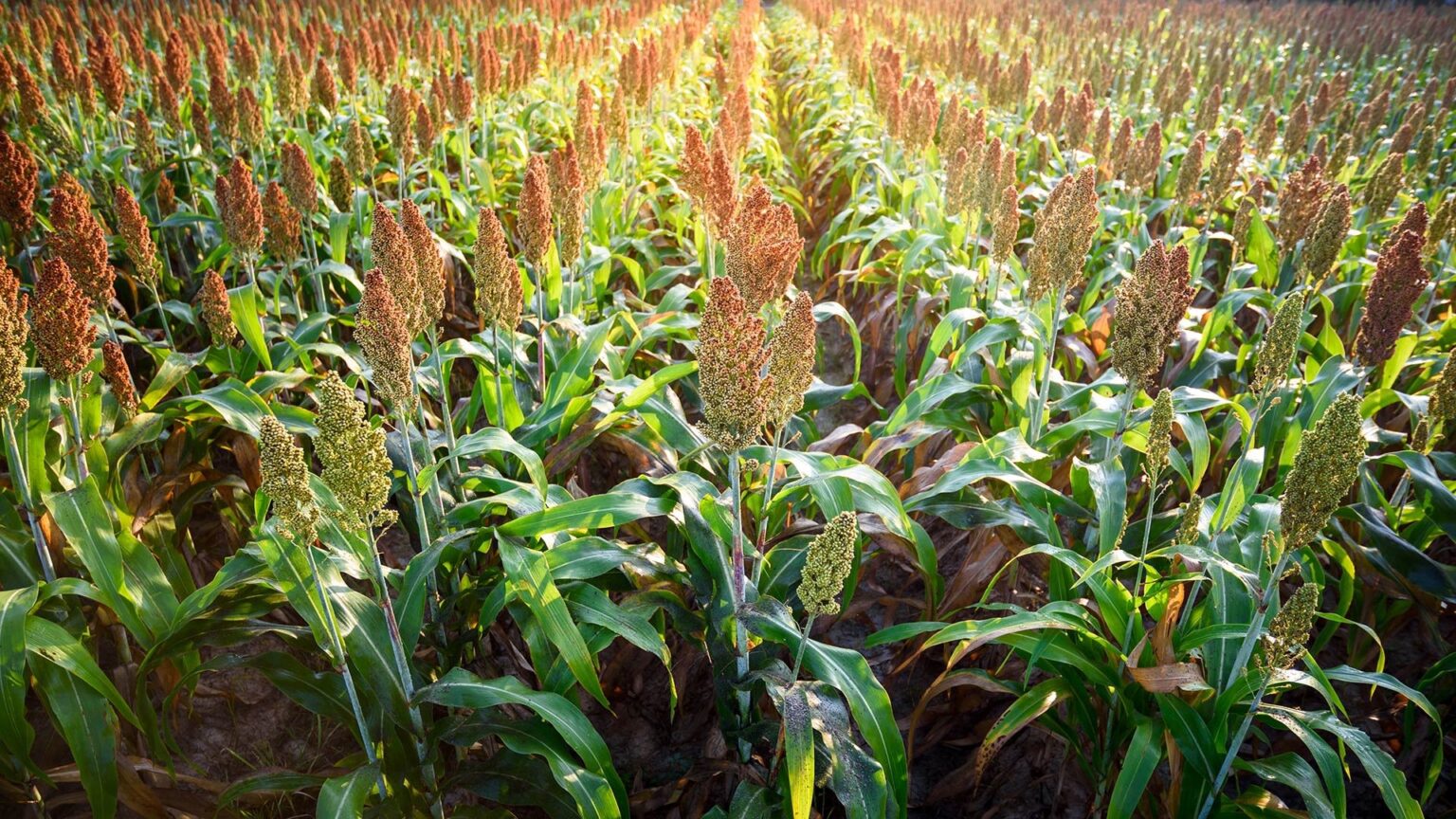 BEYOND THE BIG FOUR – STAPLE CROPS AROUND THE WORLD | Pan-Asia Farmers ...