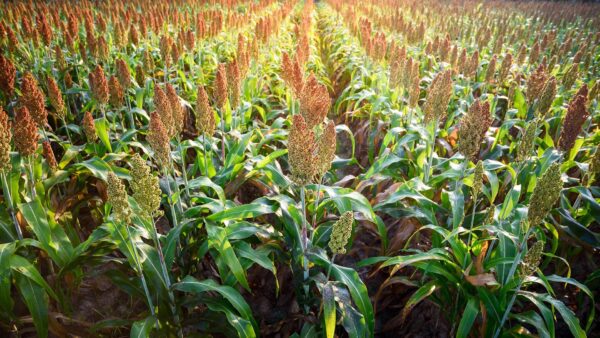 BEYOND THE BIG FOUR – STAPLE CROPS AROUND THE WORLD | Pan-Asia Farmers ...